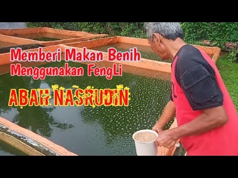 MEMBERI MAKAN BENIH BARENG ABAH NASRUDIN. - YouTube