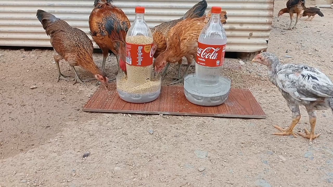 Make a bottle of Coca-Cola, a chicken feeder and water for the chickens ...