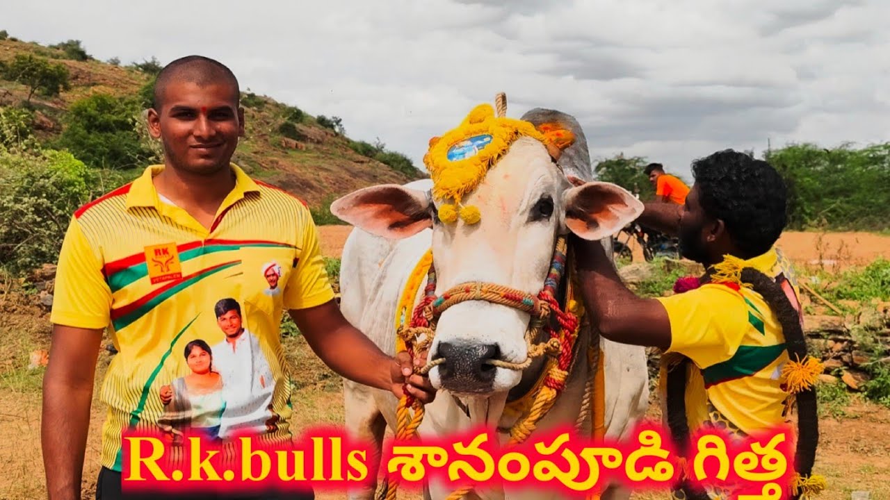 R.k.bulls శానంపూడి గిత్త Ongole bulls - YouTube