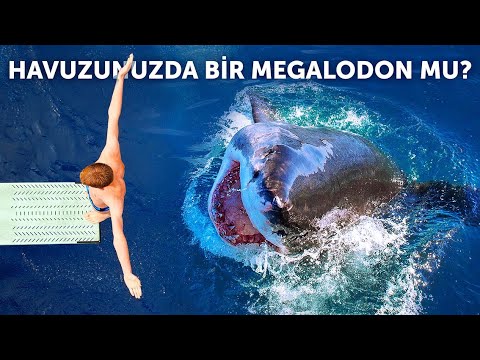 Megalodon Evinizin Havuzunda Olsaydı ve Sizin de Ayağınız Kayıp Havuza Düşseydiniz Neler Olurdu?