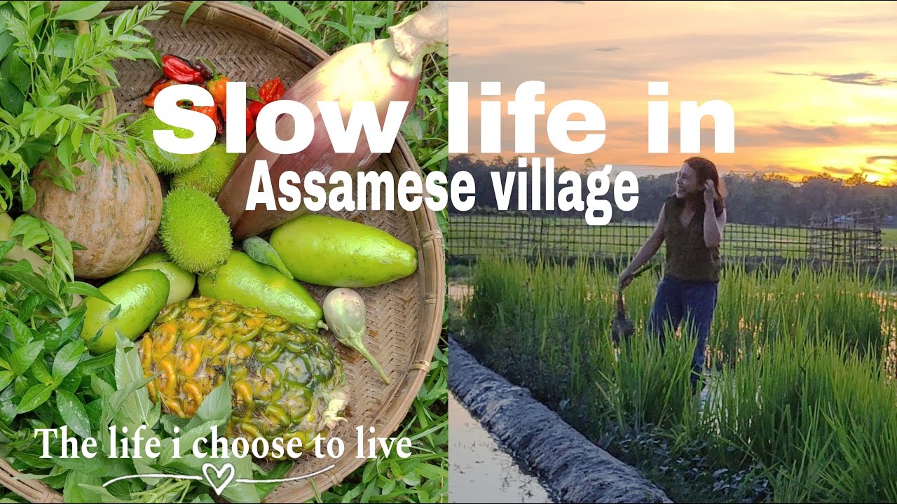 🌾village vlog in Assam,harvesting season,daily life in Assam/aesthetic ...