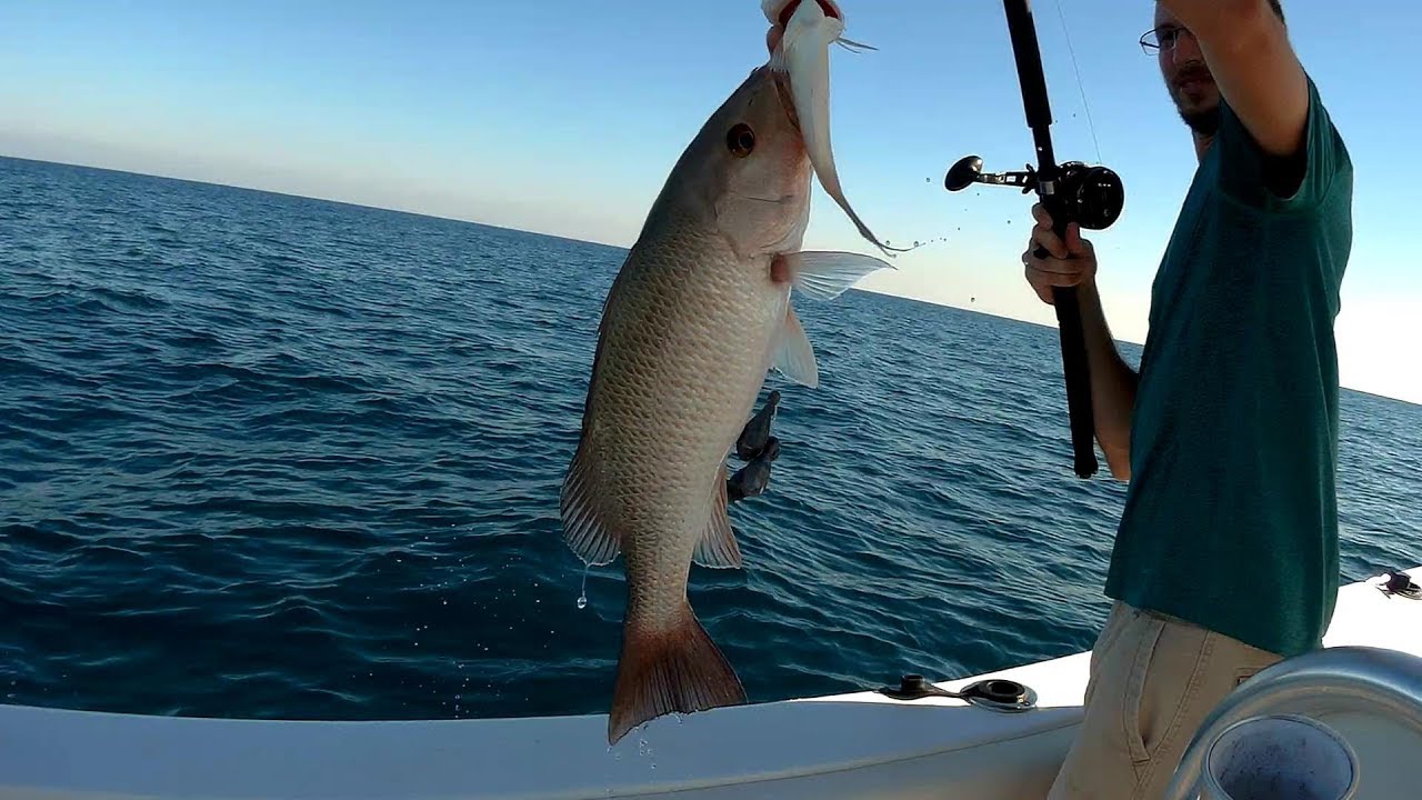 BIG Mangrove Snapper and Yellowtail Snapper | Florida Offshore Bottom ...
