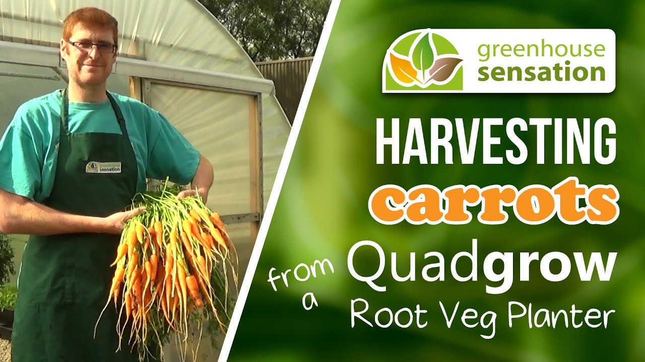 Harvesting Carrots From A Quadgrow Root Veg Planter - YouTube