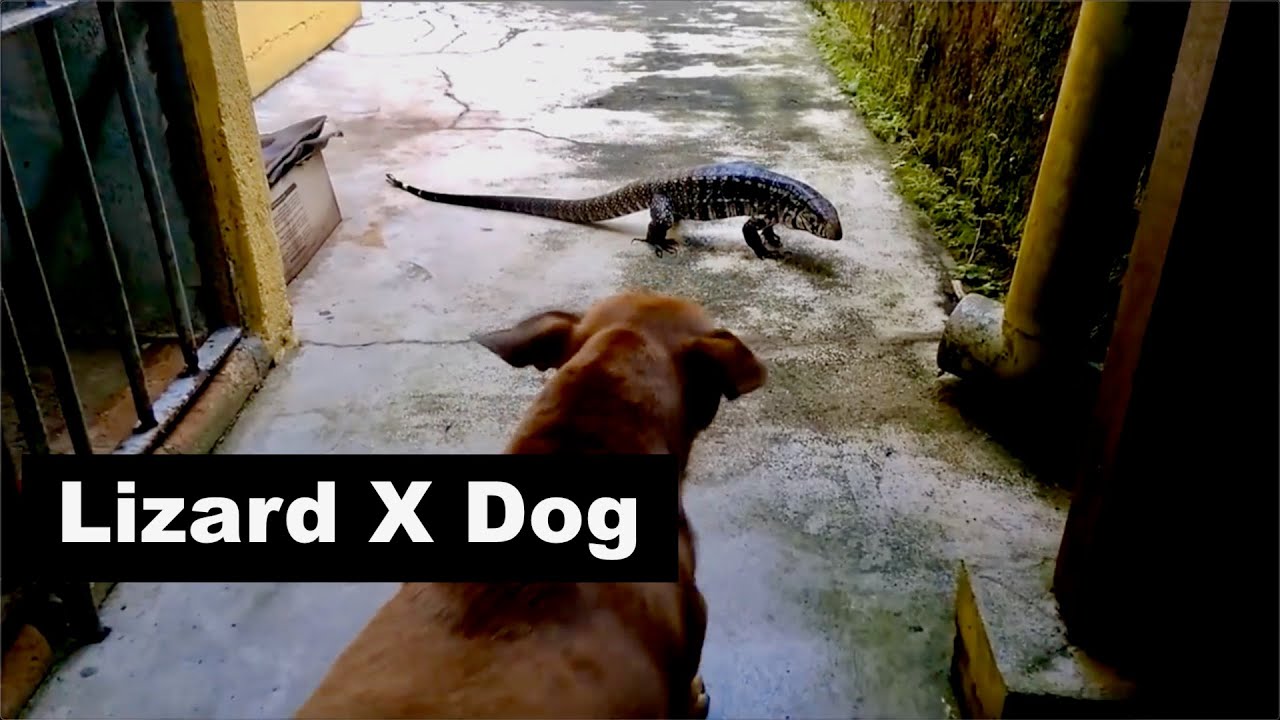 Lizard versus dog - Lagarto contra cachorro - YouTube