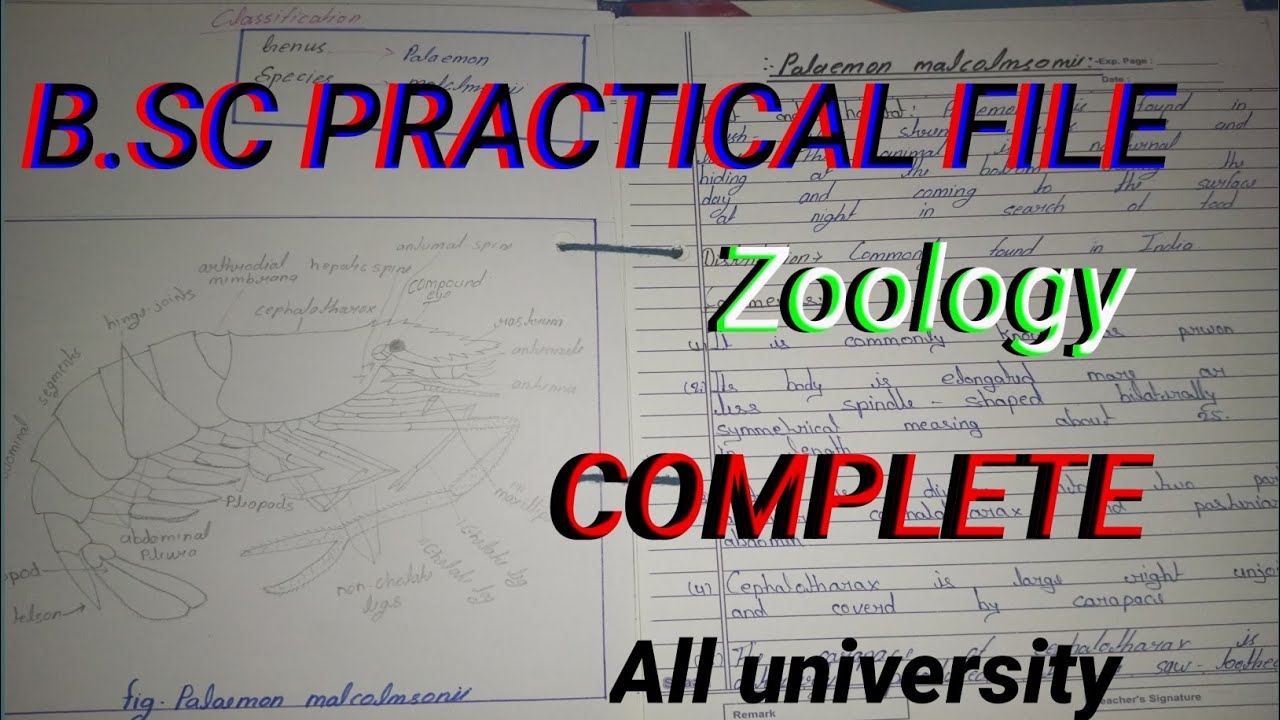 #zoologypractical B.sc Zoology practical file complete @LMPGyandarpan ...