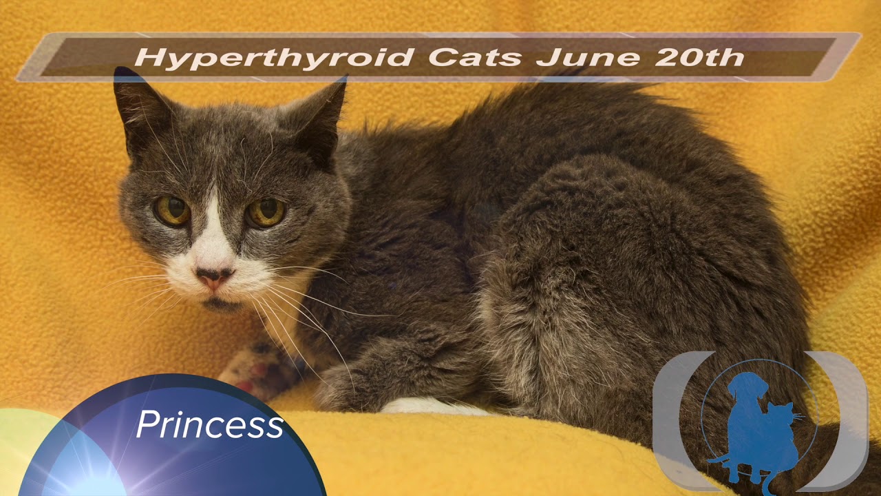 Hyperthyroid Cats June 20th - YouTube