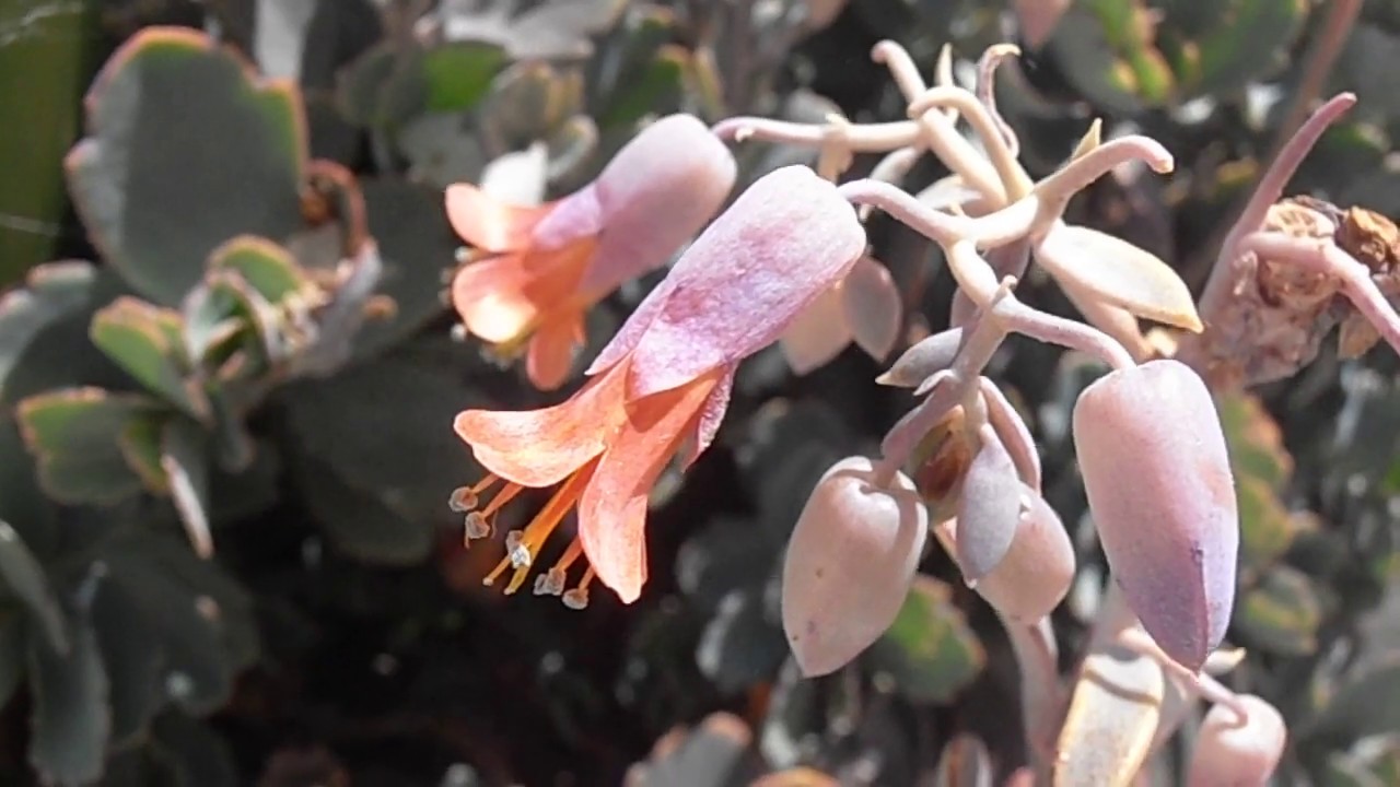 Calanchoe: Kalanchoe fedtschenkoi (www.riomoros.com) - YouTube