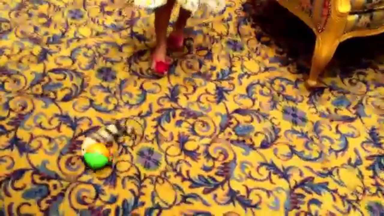Weasel Ball toy by Kirah at Venetian VIP Lounge, Las Vegas - YouTube