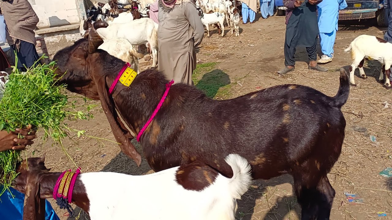 Hyderabad Bakra Mandi pateri bakriyan kamori bakriyan aaj ki Mandi ...