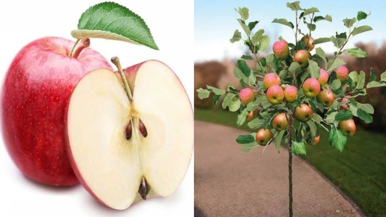 best skill grow apple tree from seeds at home || apple tree grow - YouTube