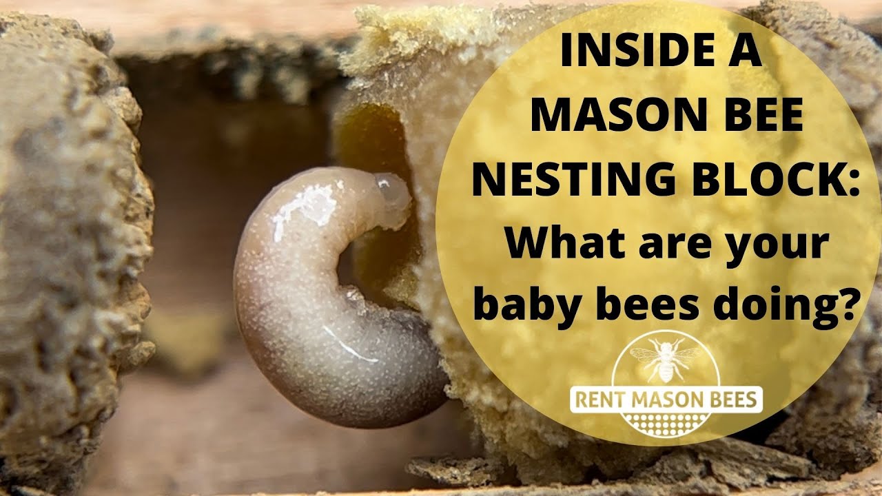 Part 1 - What Are Your Baby Bees Doing? Look Inside a Mason Bee Nesting ...