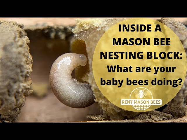 Teach Kids About Mason Bees
