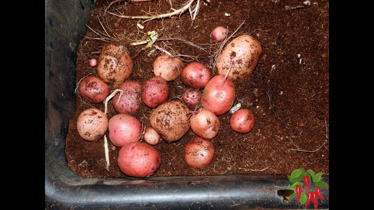 Growing Red Potatoes in Containers - YouTube