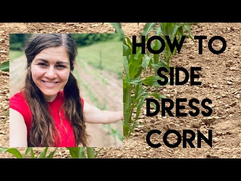 How to Side Dress Corn - YouTube