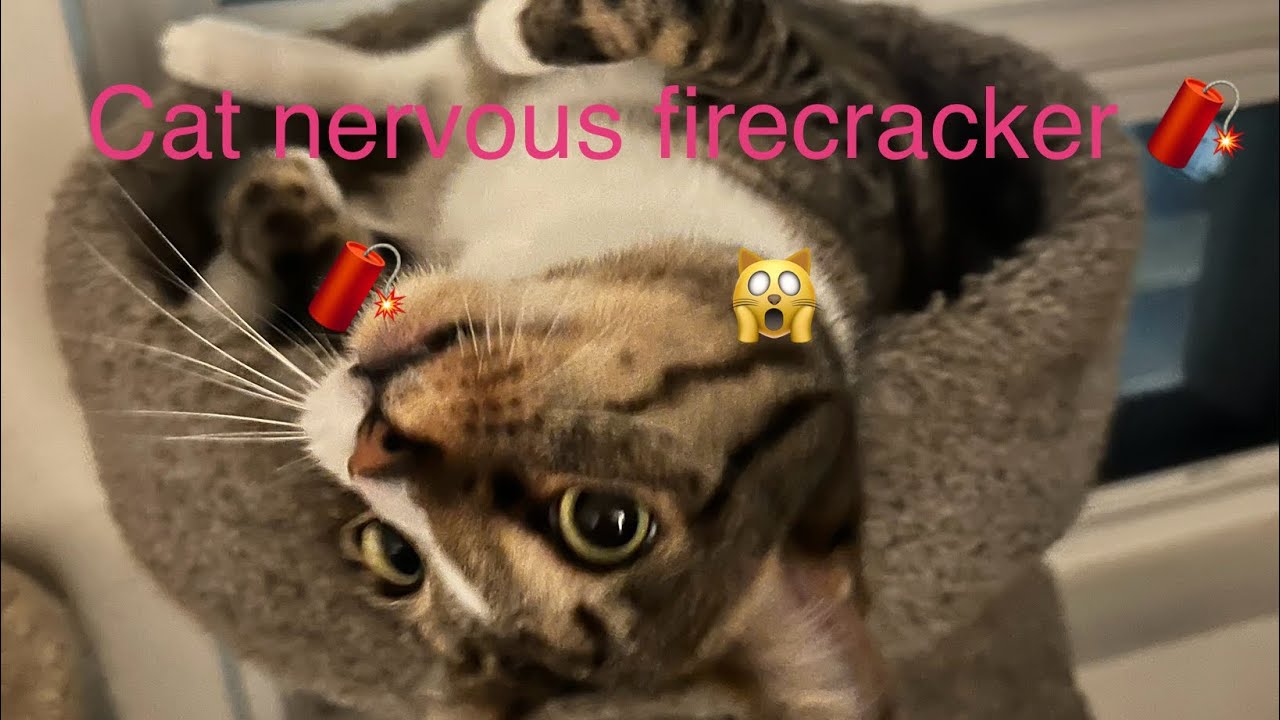 Jasper cat is nervous from firecrackers - YouTube