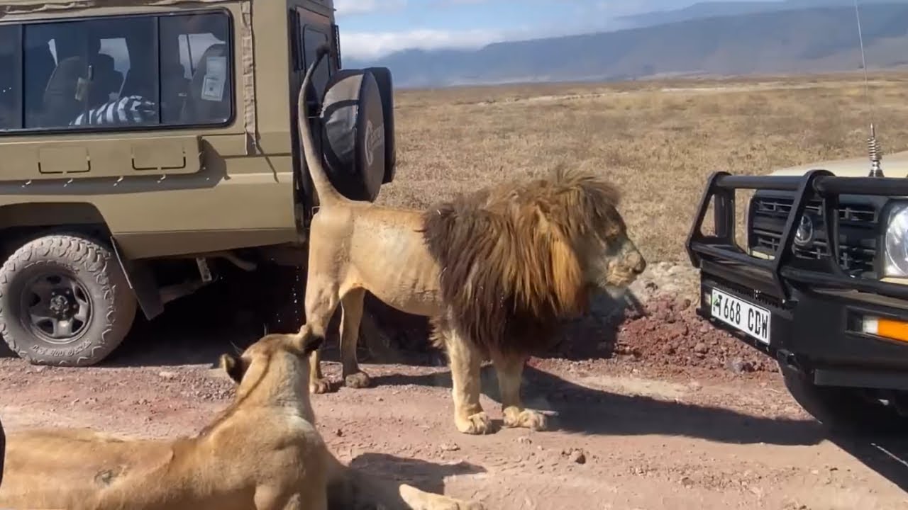 Male Lion Urinating on Tourists Vehicle | Lake Quintet Male ...