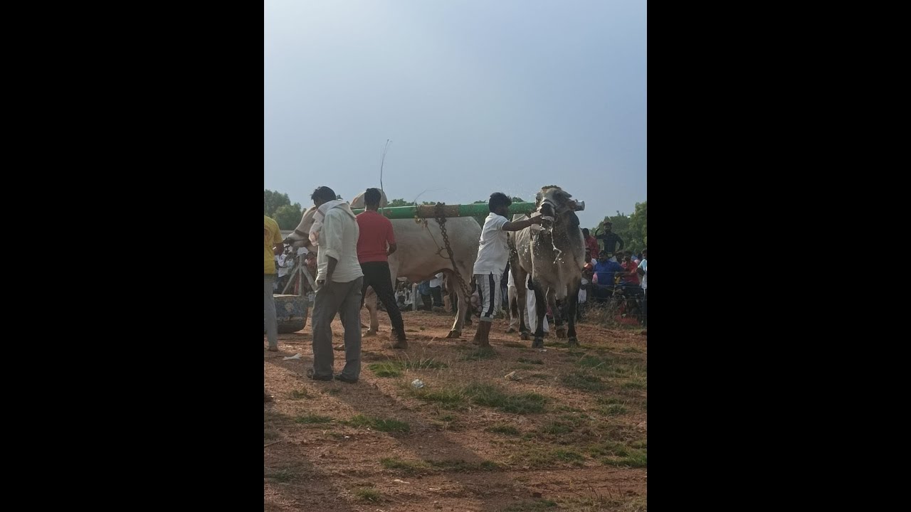 SRI ANKALAMMA THALLI THIRUNALA EDLA PANDALU | GOTTIGIUNDALA ...