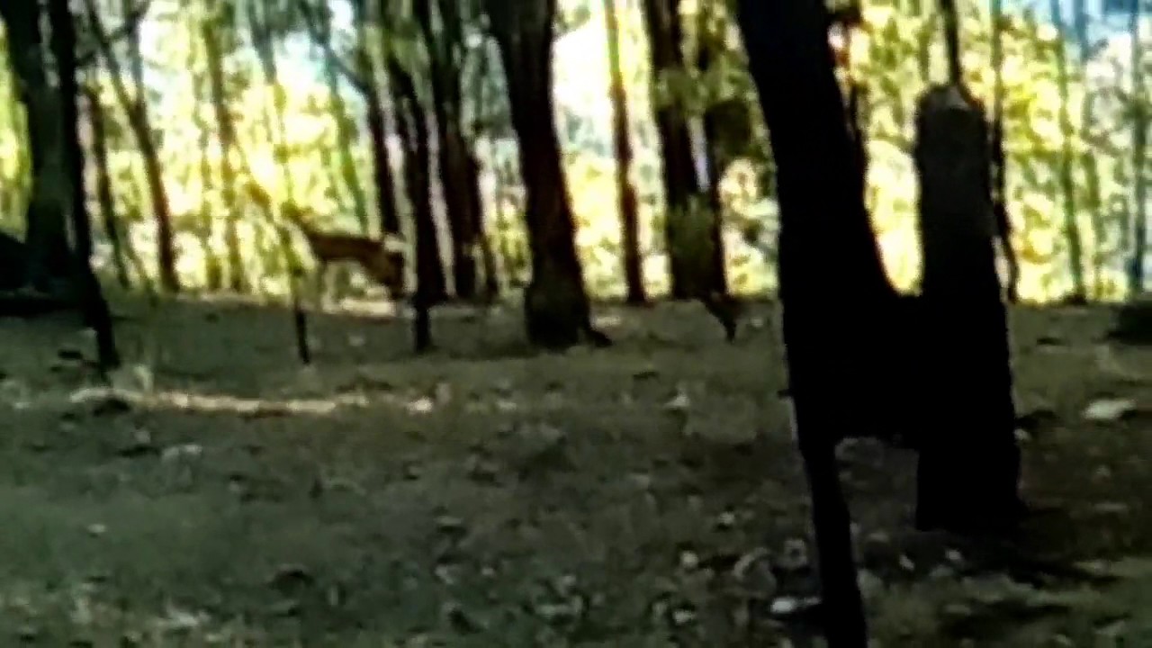 El venado asustado - YouTube