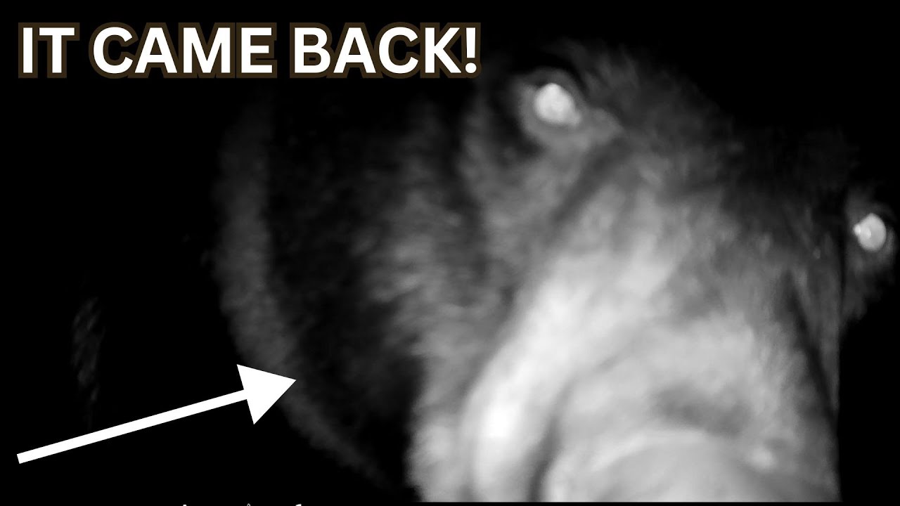 The Beast Is Back! | Trail Cam Footage - YouTube