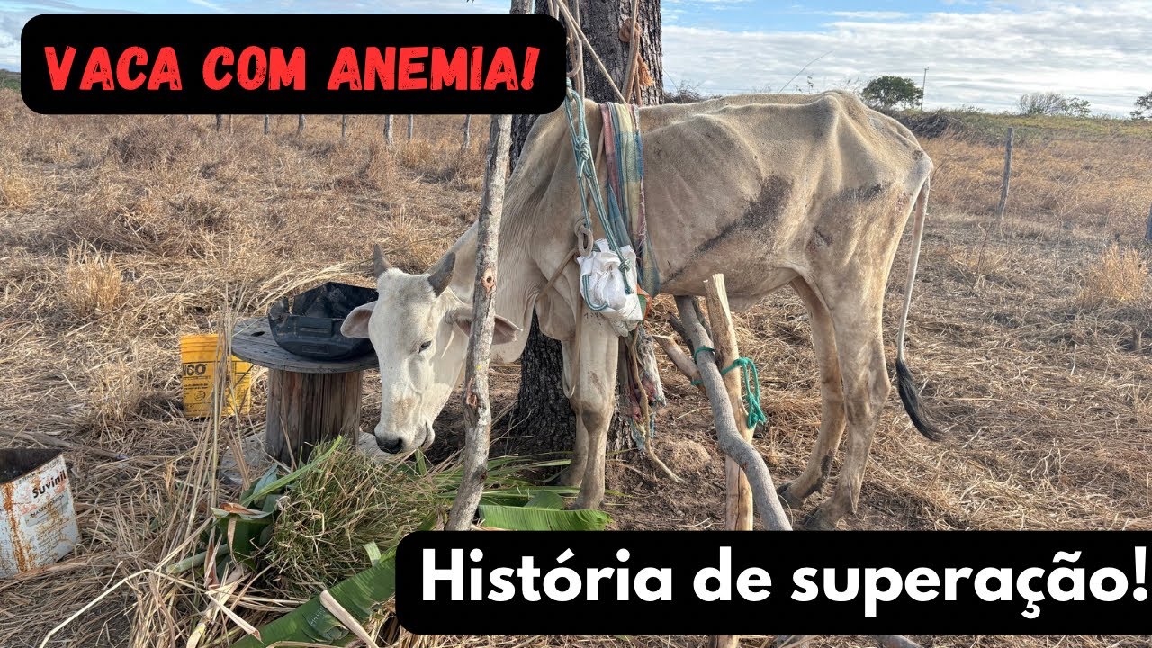 Vaca com anemia profunda! História de superação! - YouTube