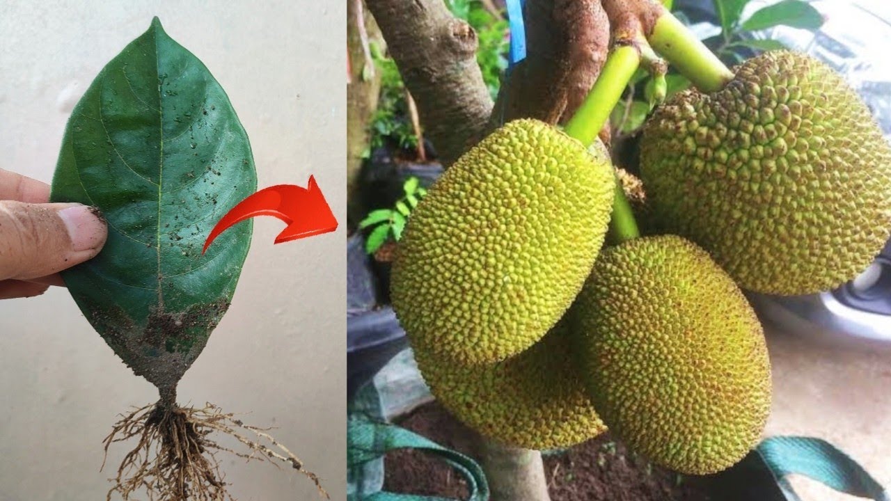 New skills! Growing a jackfruit tree from jackfruit leaves in pots ...