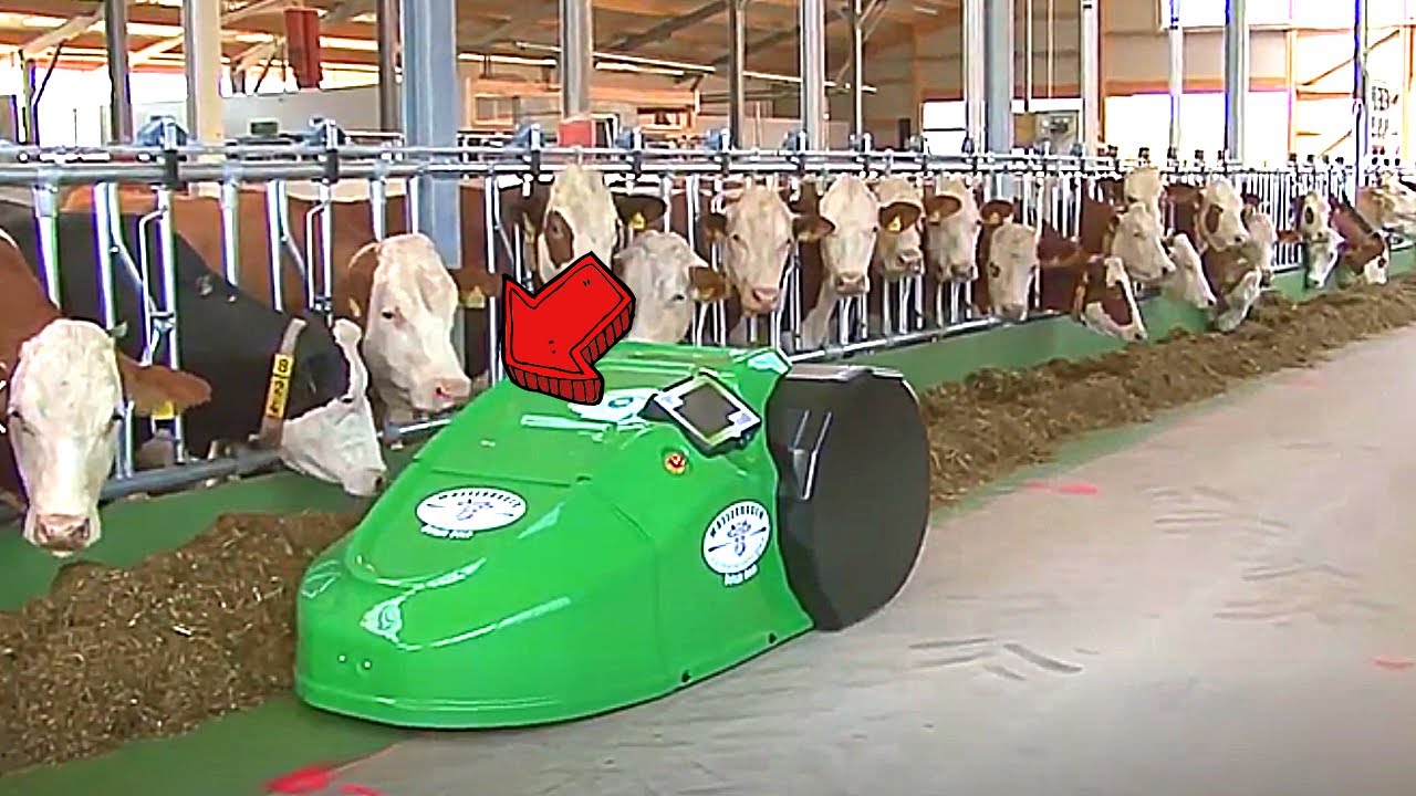 TTH machine Feeding and Cleaning Cow Farm - scraper for cow farm ...