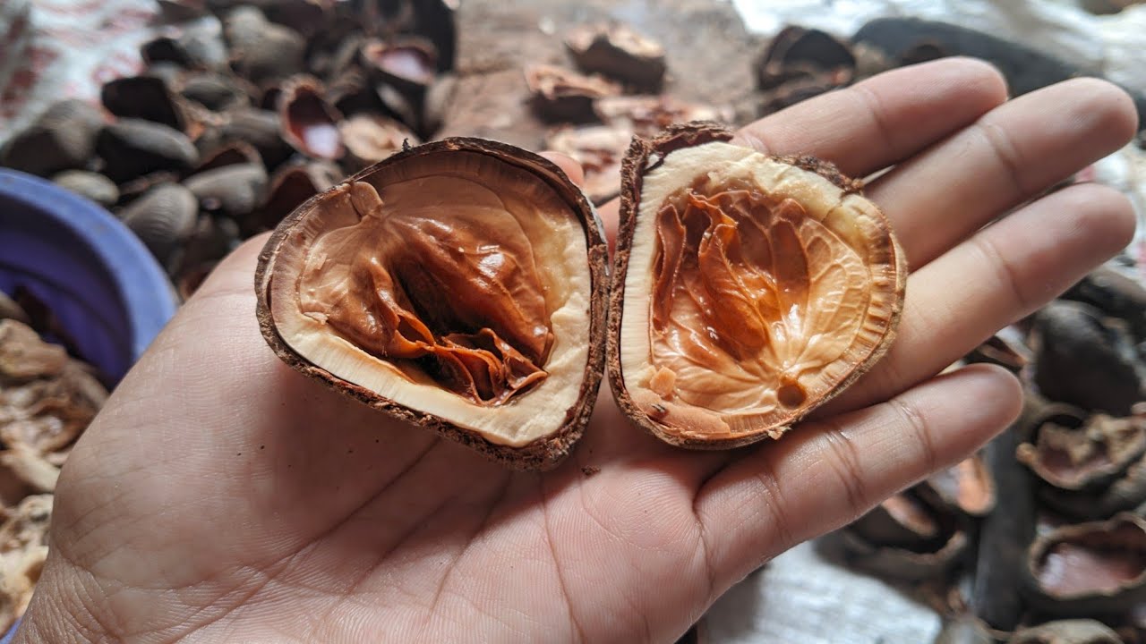 CARA MENGOLAH BUAH KLUWEK/PICUNG/KEPAYANG AGAR TIDAK BERACUN - YouTube