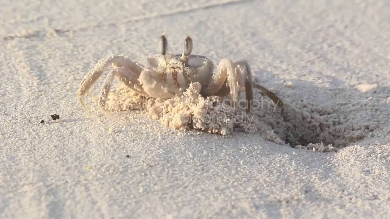Ghost Crab Digging Nest and Feeding - North Coast, Egypt سرطان البحر ...
