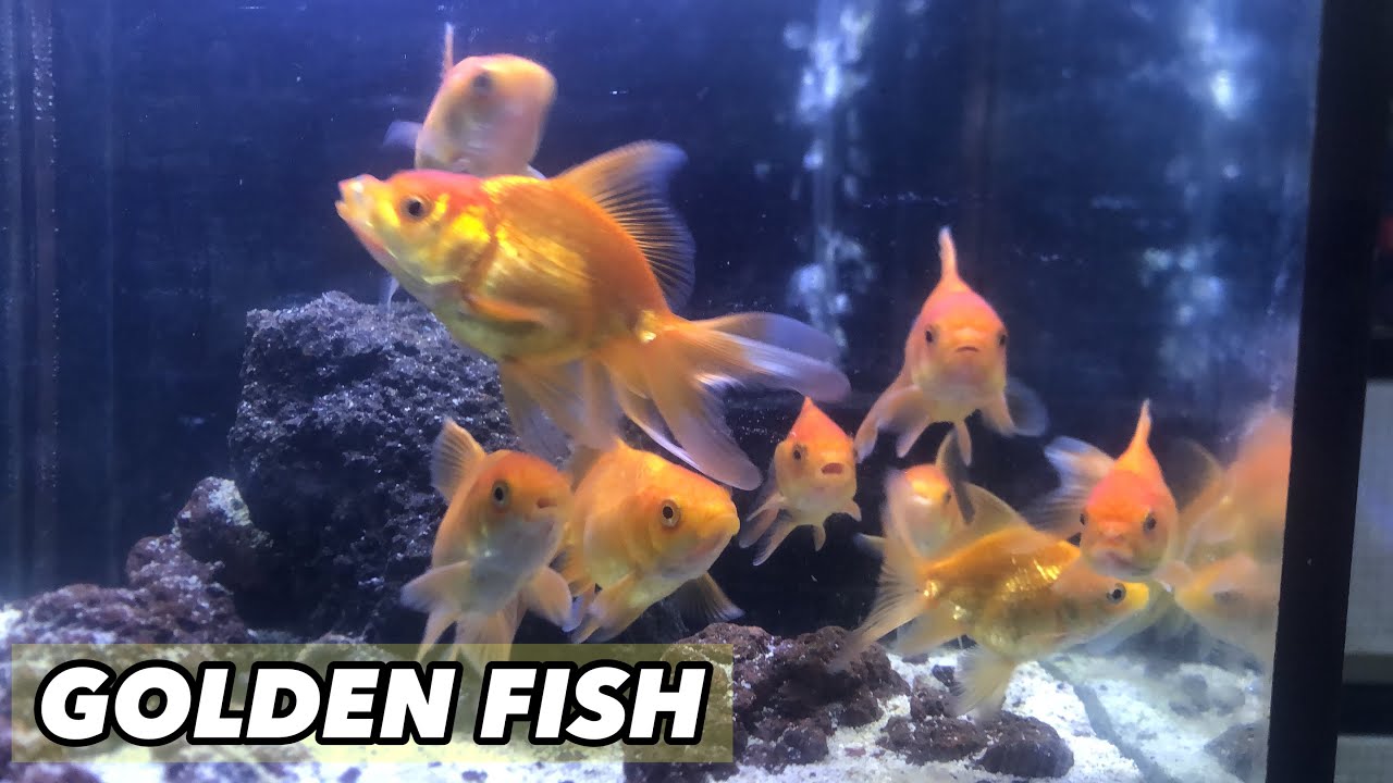 GOLDEN FISH WITH BIG ROCKS INSIDE THE TANK| GOLDFISH - YouTube