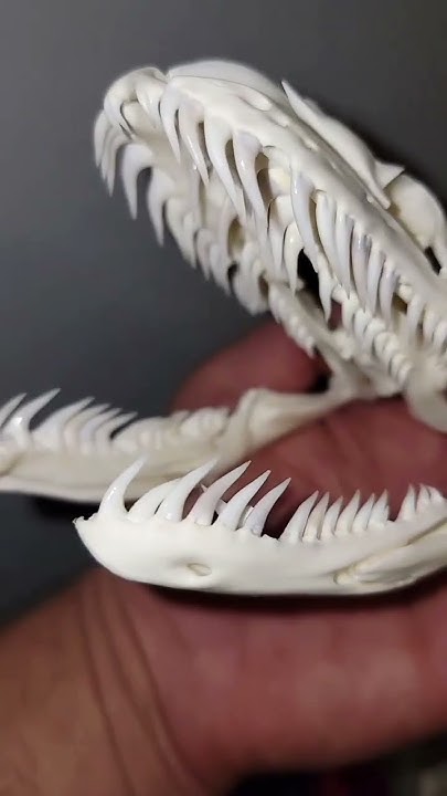 Burmese Python Skull #python #skull #taxidermy #bones #fyp - YouTube