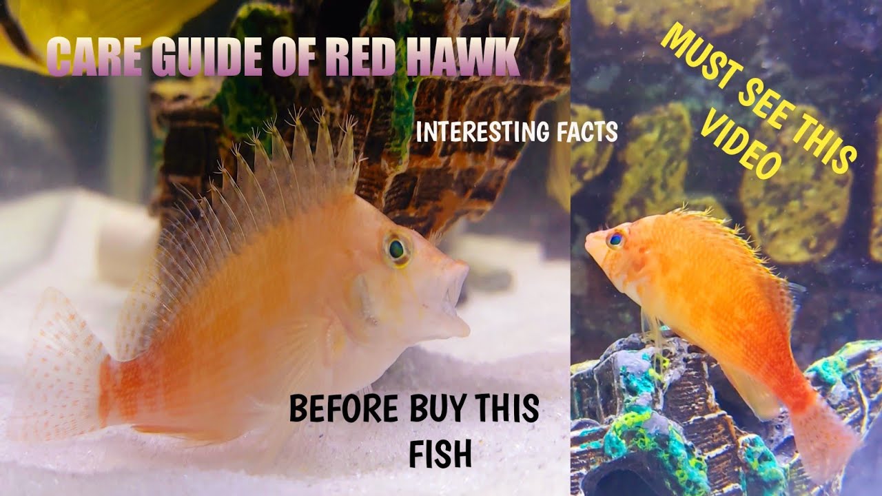 /CARE GUIDE FOR RED HAWKFISH/WALKING FISH/NEOCIRRHITUS ARMATUS/FLAME HAWKFISH @THRIVE2EXPLORE55 ...