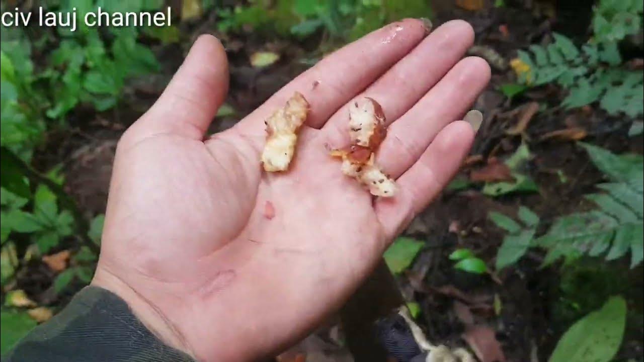 hunting yos hav zoov tua nas noj txiv lom zem heev - YouTube