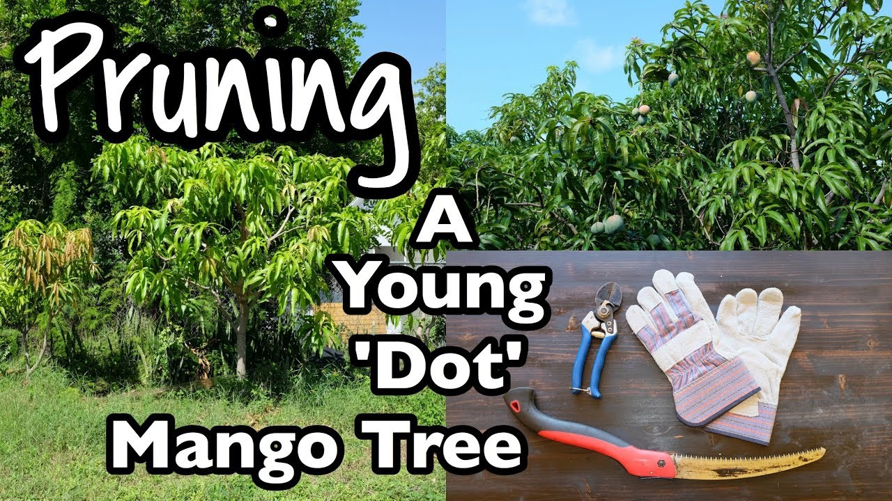 Pruning a Young 'Dot' Mango Tree - YouTube