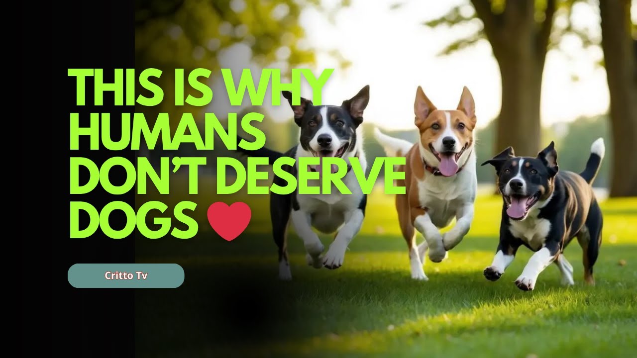 10 Reasons Why Dogs Are the Most Amazing Creatures on Earth | Critto TV ...