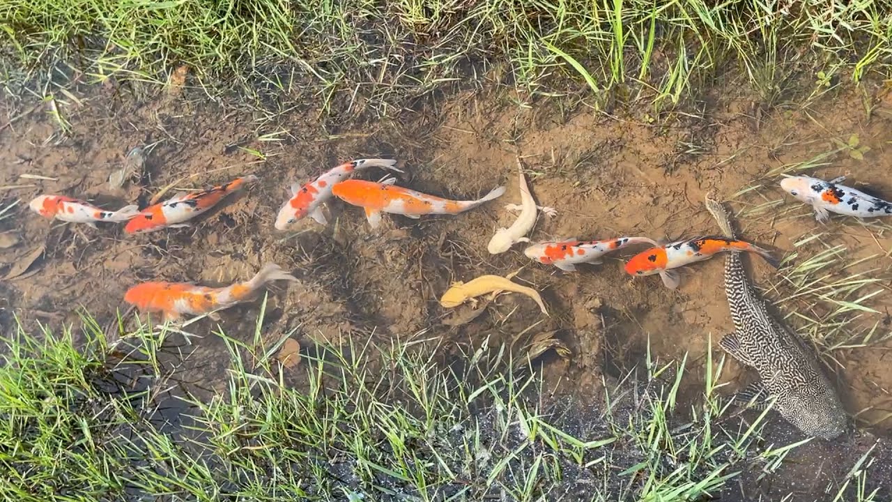 Amazing Unbelievable Unique Catch Axolotl Salamander Catching And ...