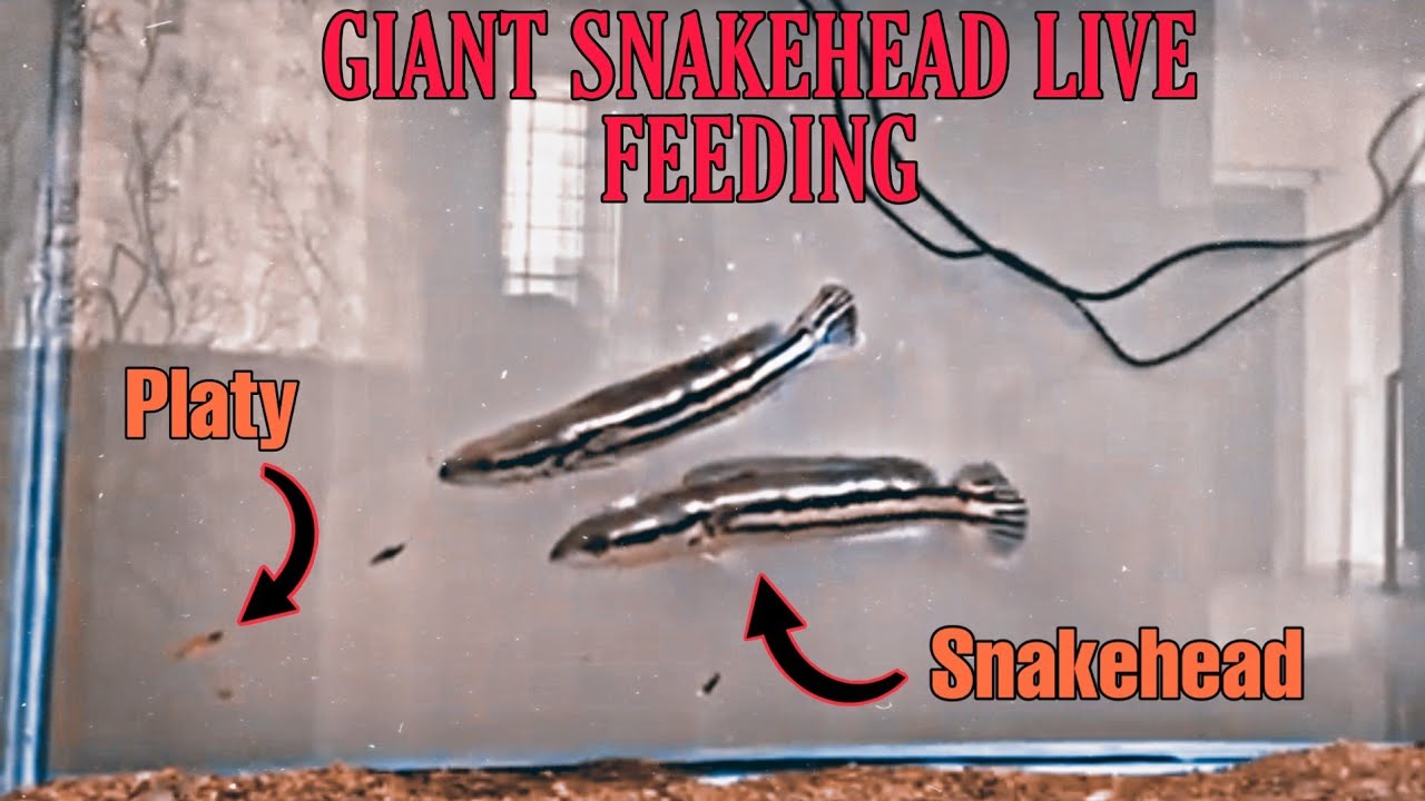 Giant Snakehead (Channa micropeltes) Pair Live Feeding Platy in Slow ...