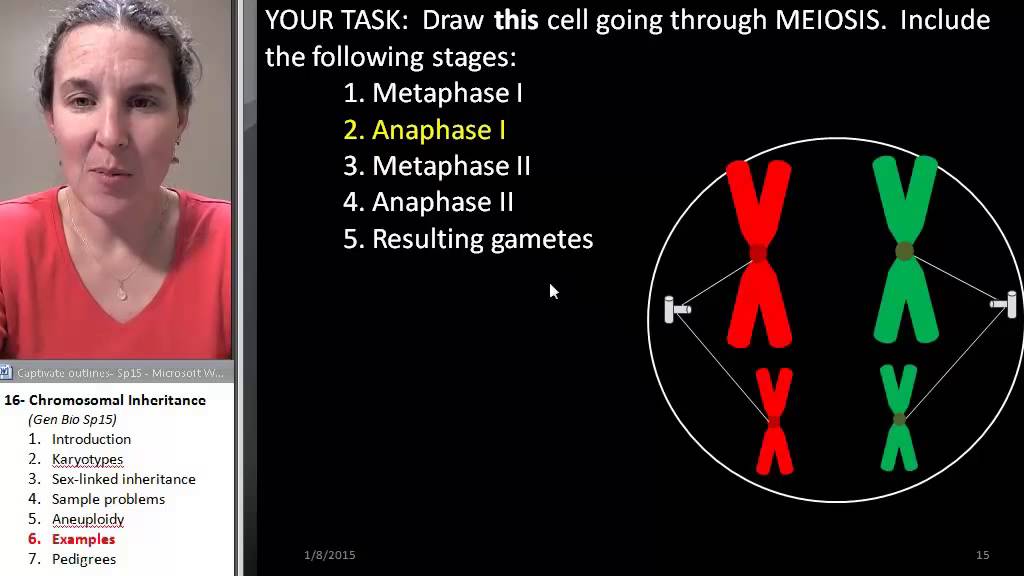 Chromosomes 6- Aneuploidy examples - YouTube