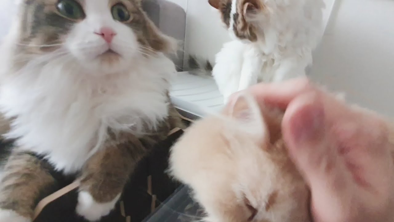 How Dare You Touch A Cat Other Than Me In Front Of Me YouTube how-dare-you-touch-a-cat-other-than-me-in-front-of-me-youtube