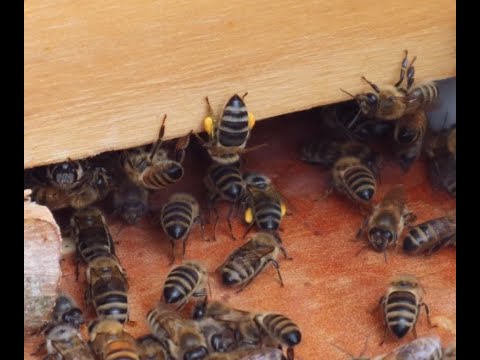 High Definition Hive B_Honey Bees June 30 2020 Morning - YouTube