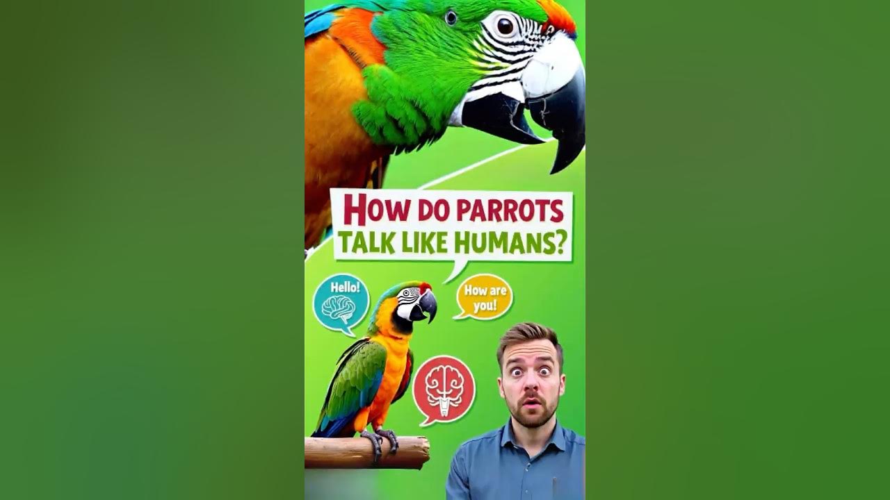 How Can Parrots Talk Like Humans? - YouTube