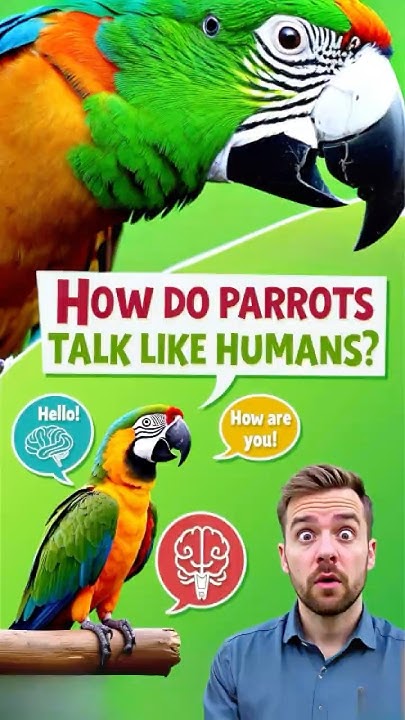 How Can Parrots Talk Like Humans? - YouTube