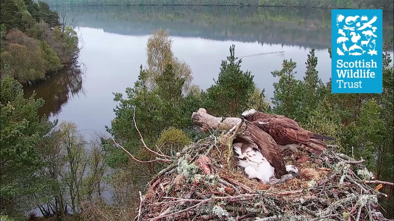 LM12 Buries NC0 Yet Again - Loch of the Lowes osprey webcam (2021) - YouTube