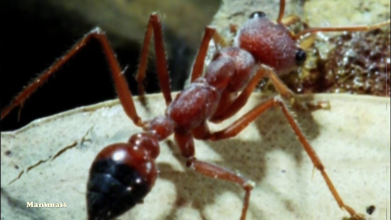 Formigas gigantes australianas X Besouro - YouTube