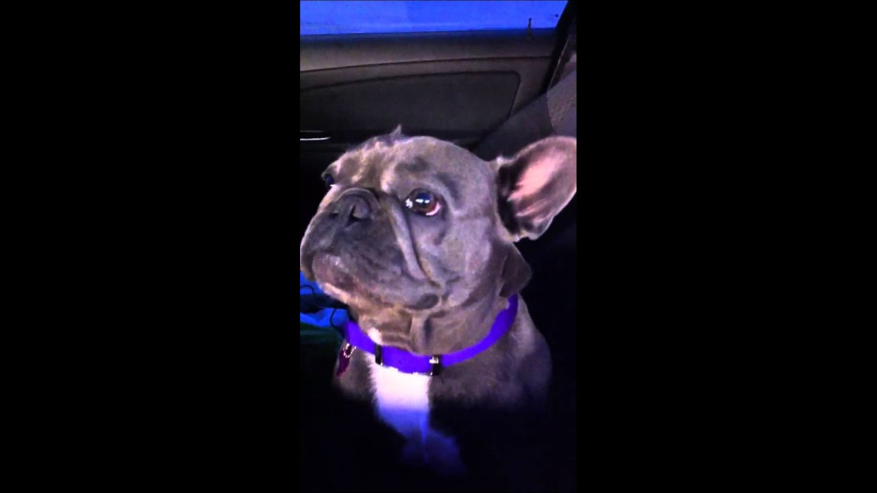French bulldog Cries like alien - YouTube