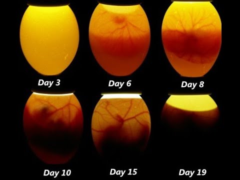 Candling (Muscovy) Duck Eggs (Ducklings are on the way!!) - YouTube