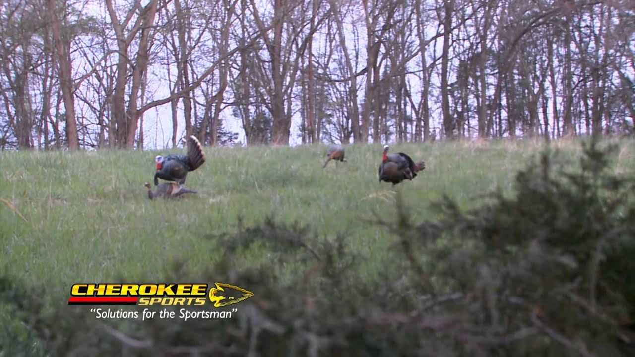 Mad Gobbler Beat Down - Chase Rutledge Turkey Hunt - YouTube