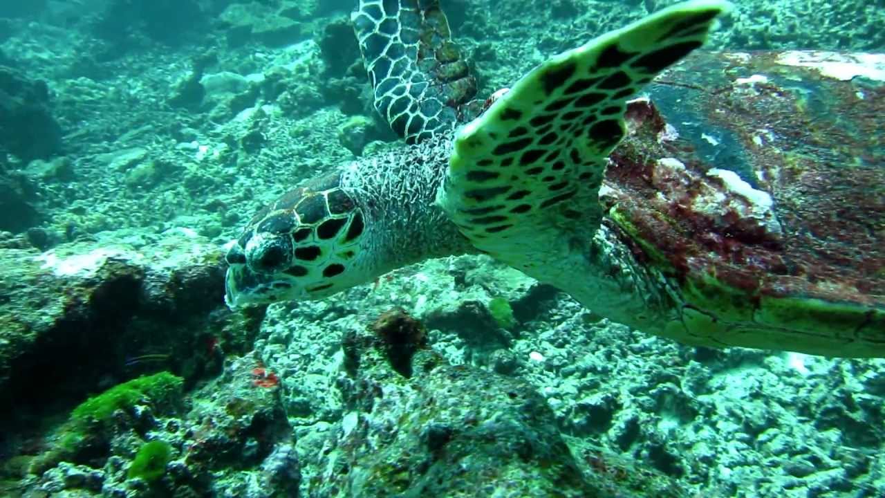 Turtle. Similan islands. Live-aboard M/V OKTAVIA, Khao Lak, Thailand ...
