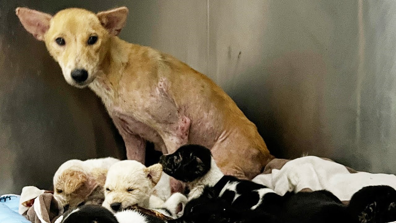Vulnerable Little Dog Family Needs Help - The Mama and Her Six Babies ...
