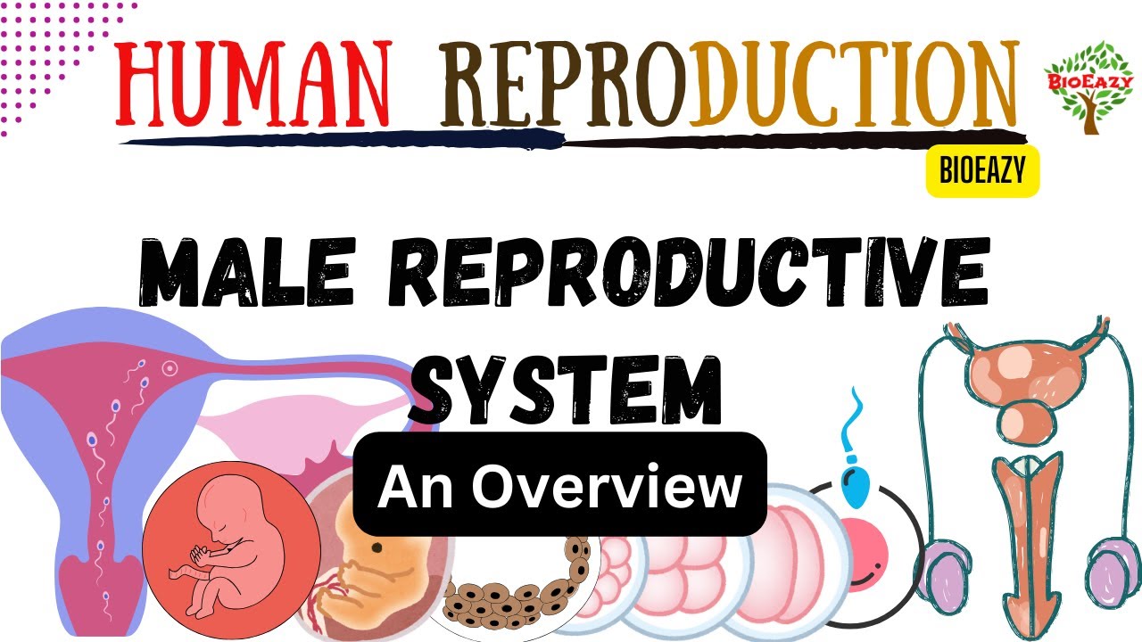 Human male reproductive system | testes | primary sex organs ...