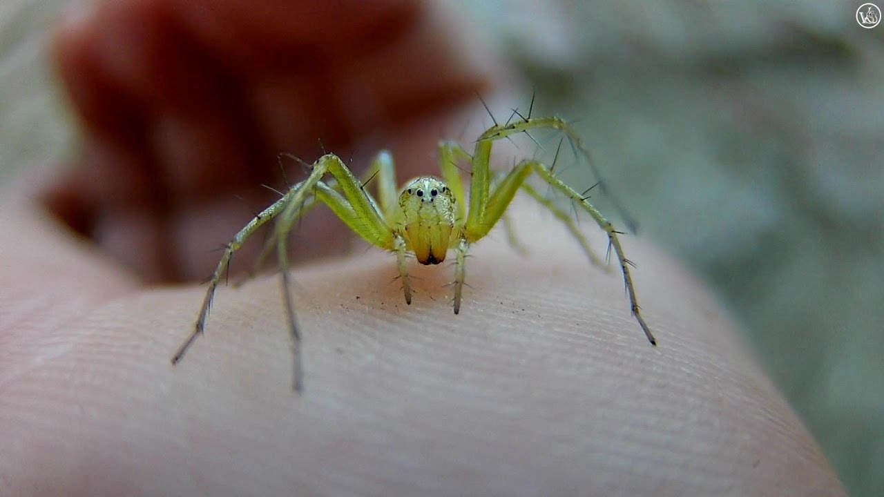 Паук Рысь - Оxyopes lineatus (lynx spider) - YouTube